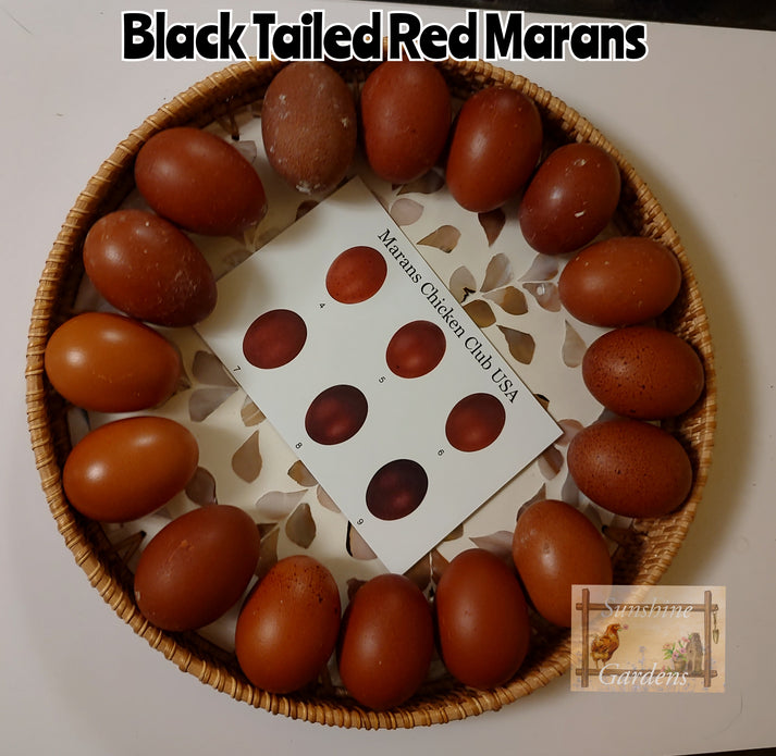 Black Tailed Red Marans - 12 Hatching Eggs* – Sunshine Gardens Poultry