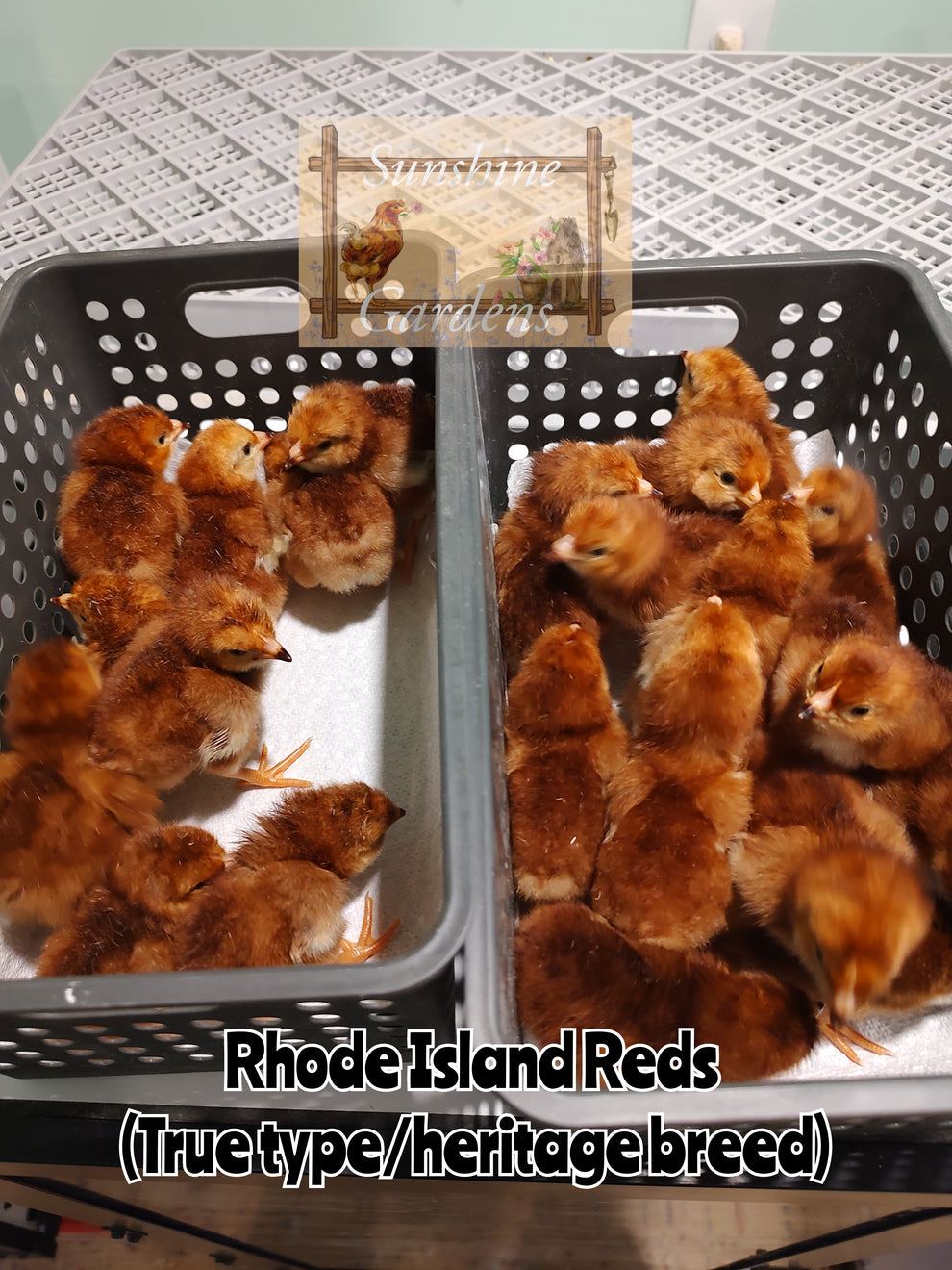 LOCAL PICK-UP Option: Heritage Rhode Island Reds - 12 Hatching Eggs ...