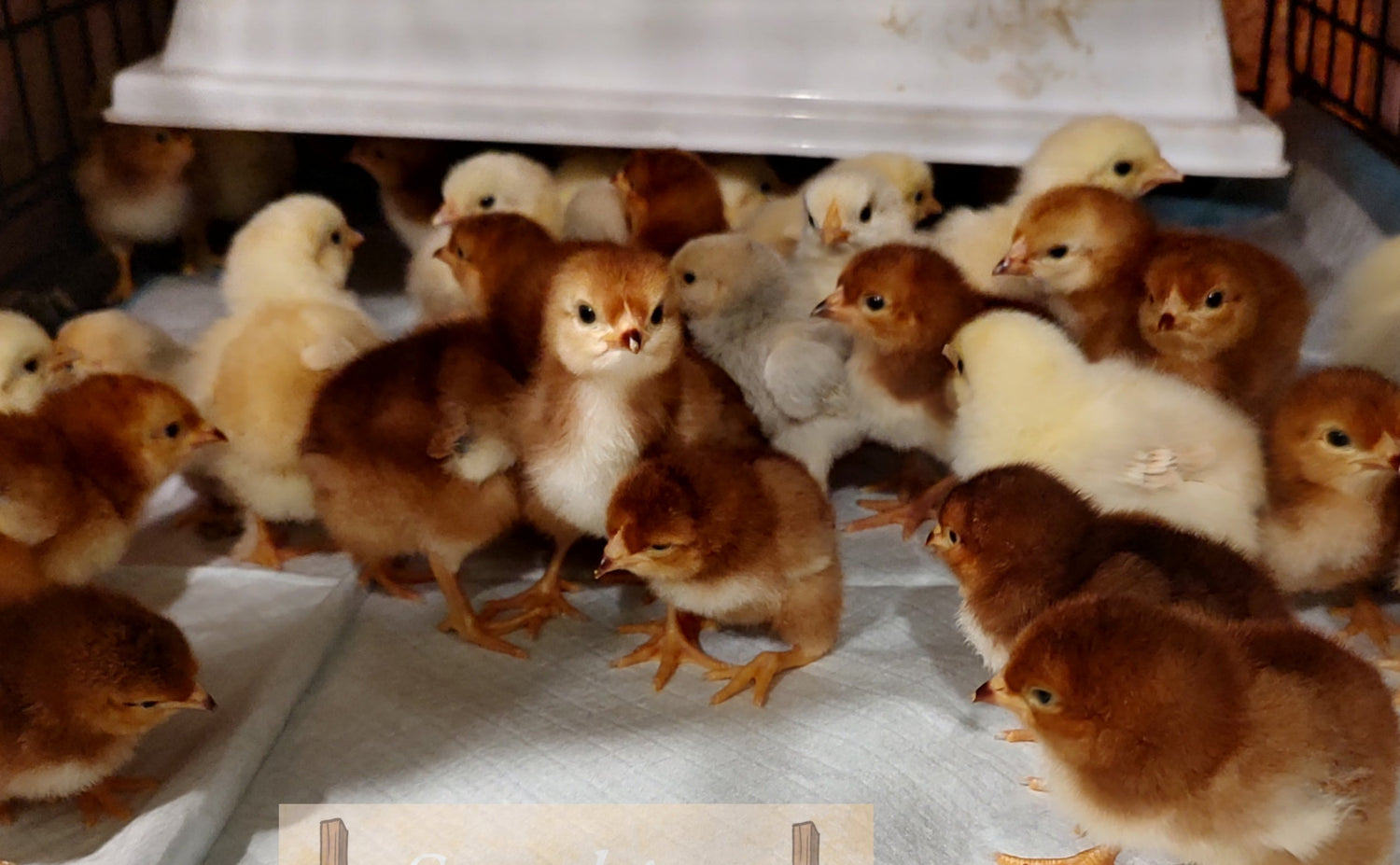 Ordering Website - Sunshine Gardens Poultry