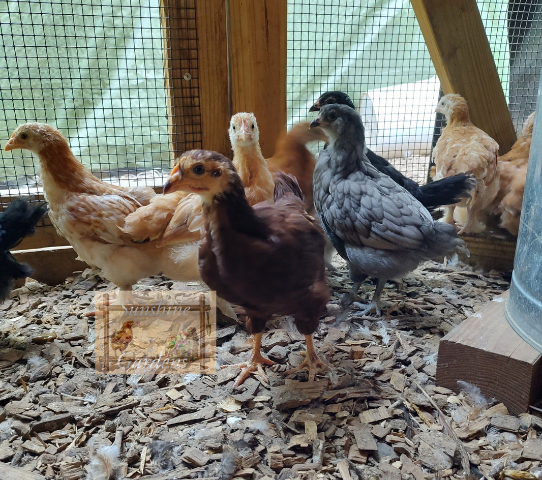 All Pullets & Cockerels – Sunshine Gardens Poultry
