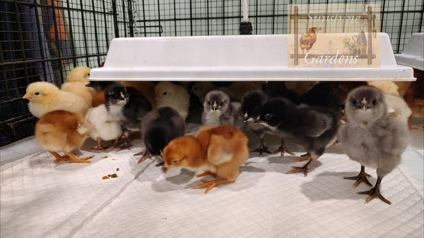 Extra Extra - 5 Chicks Breeder's Choice – Sunshine Gardens Poultry