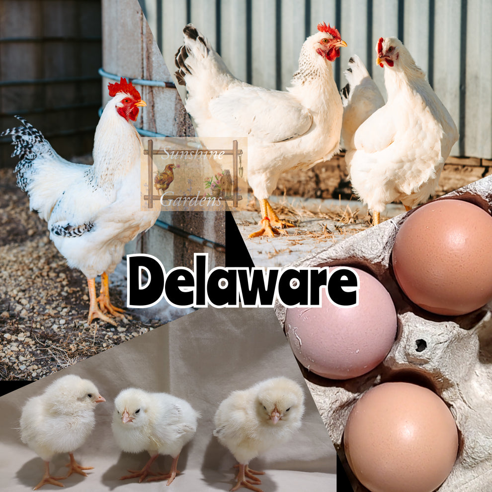 Delaware - Straight run ONLY* – Sunshine Gardens Poultry