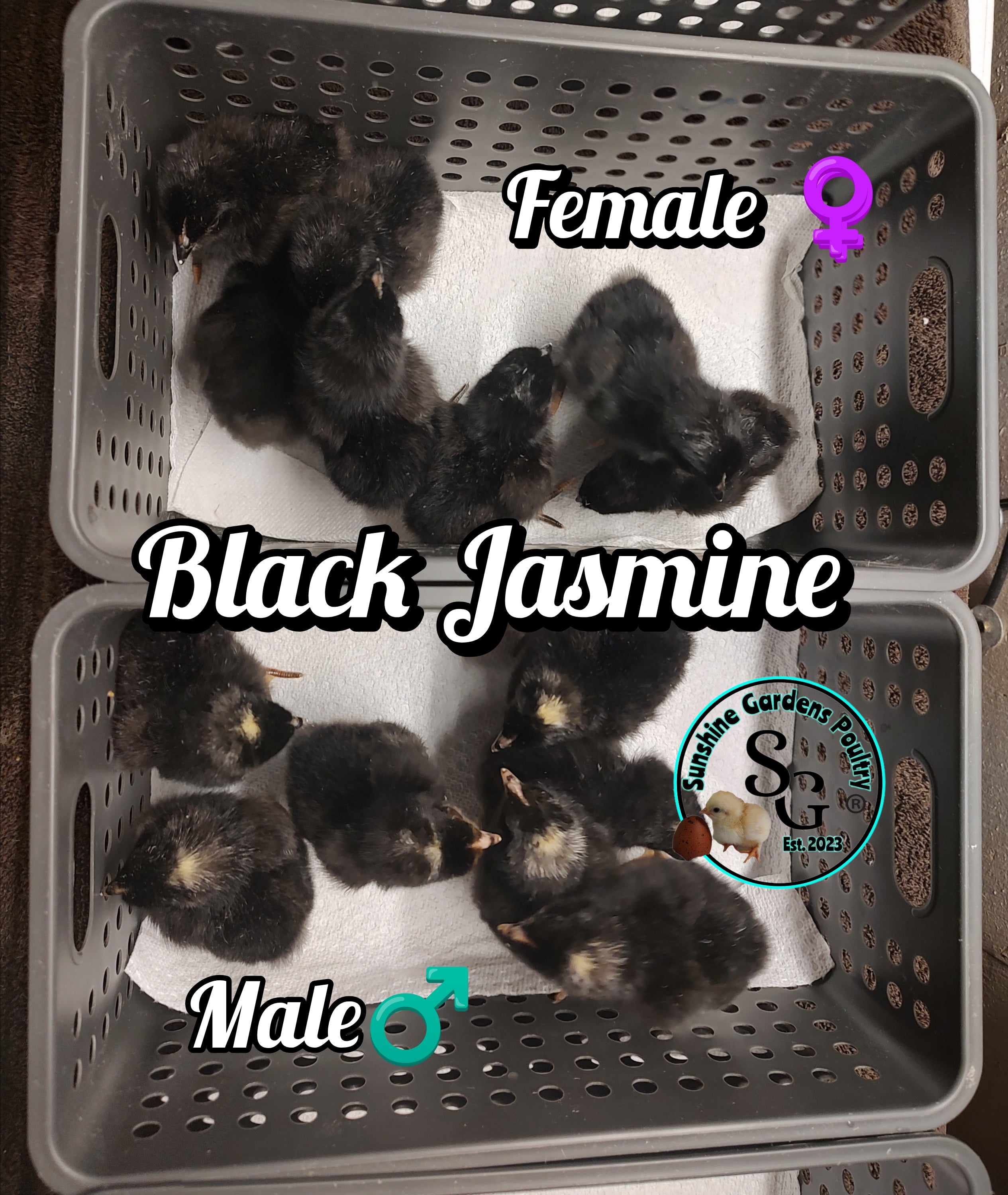 Black Jasmine - Guaranteed FEMALE Chicks – Sunshine Gardens Poultry