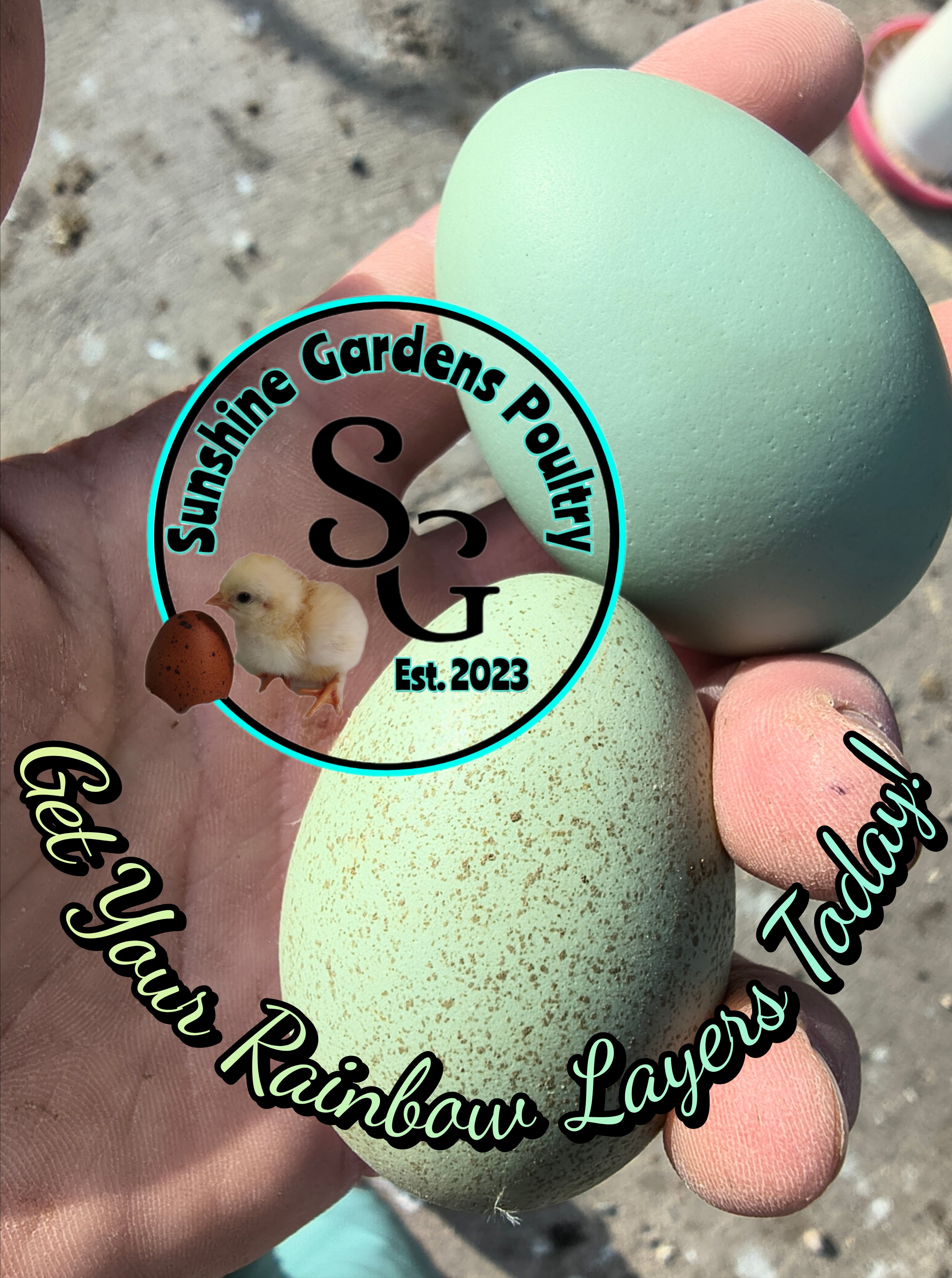 Rainbow Layers: Pullet 9-12 weeks old – Sunshine Gardens Poultry