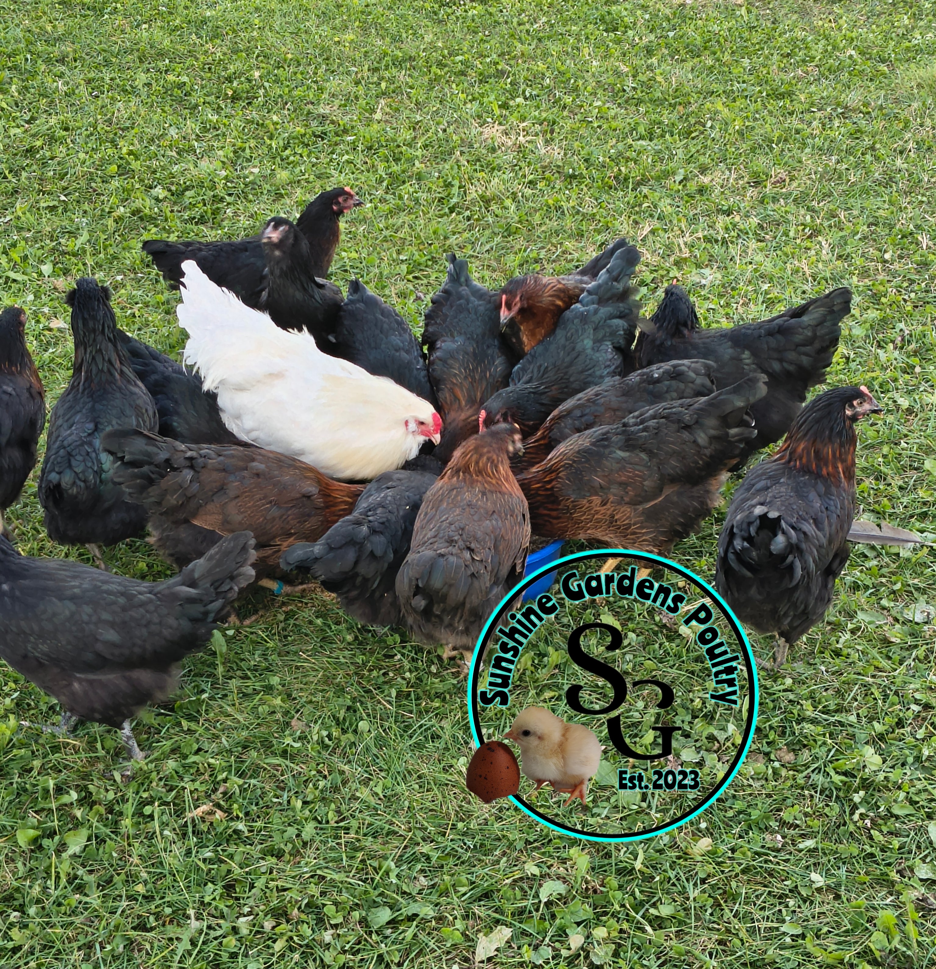 Breeder's Choice Pullets: 4-6 Month Olds – Sunshine Gardens Poultry
