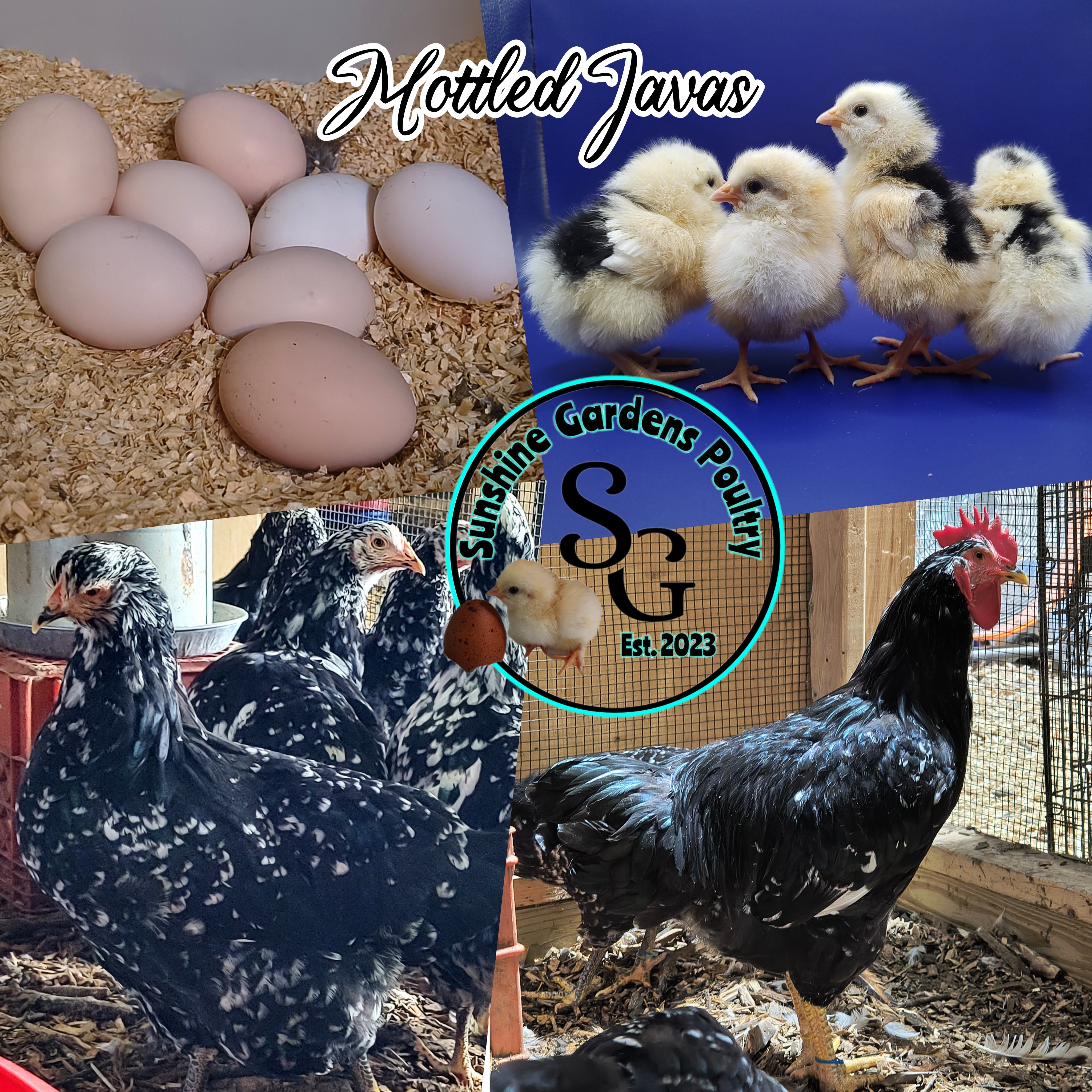 Mottled Javas - Straight run ONLY* – Sunshine Gardens Poultry