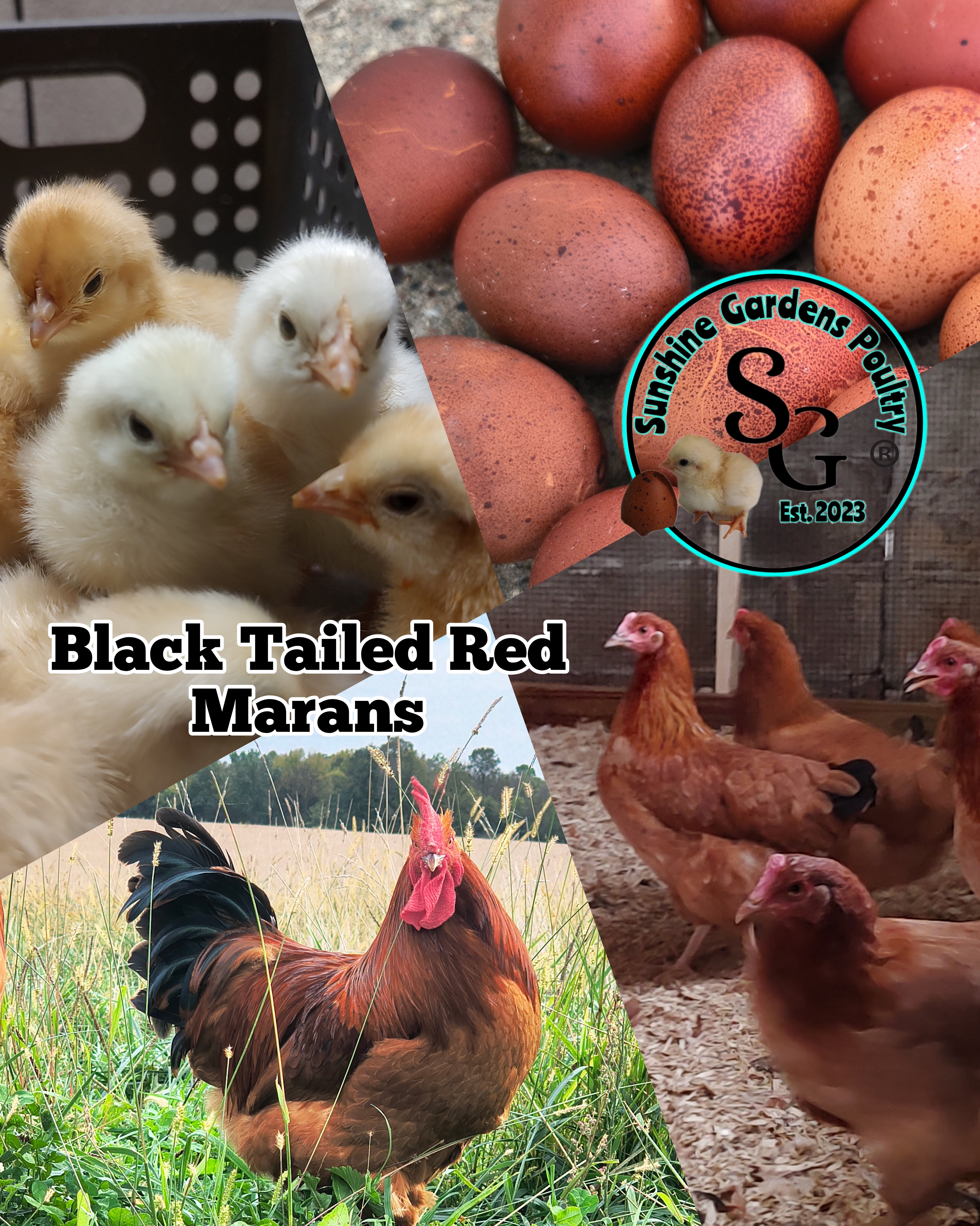 Black Tailed Red Marans (BTR) - Straight run ONLY* – Sunshine Gardens ...